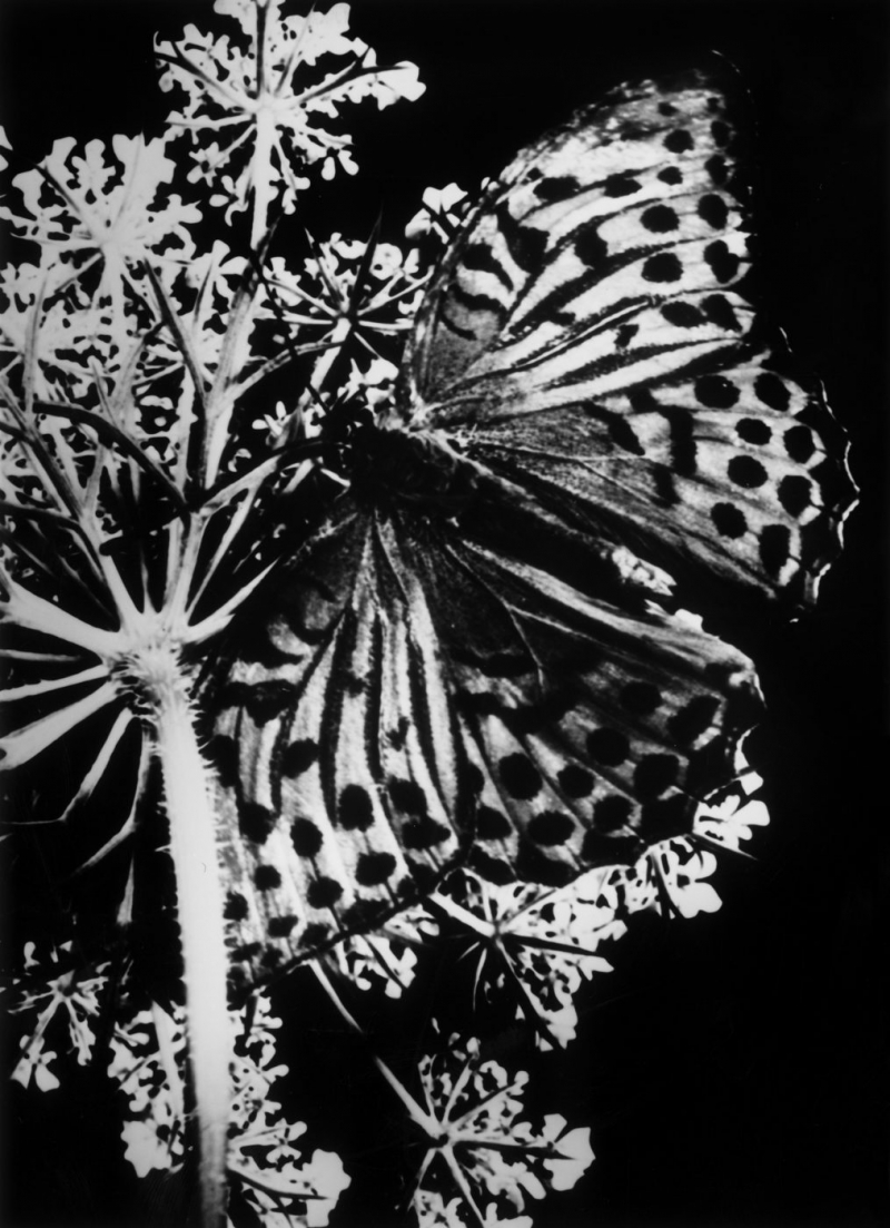 Fred Koch. Nature Photography of the 1920s and ‘30s – Tagree